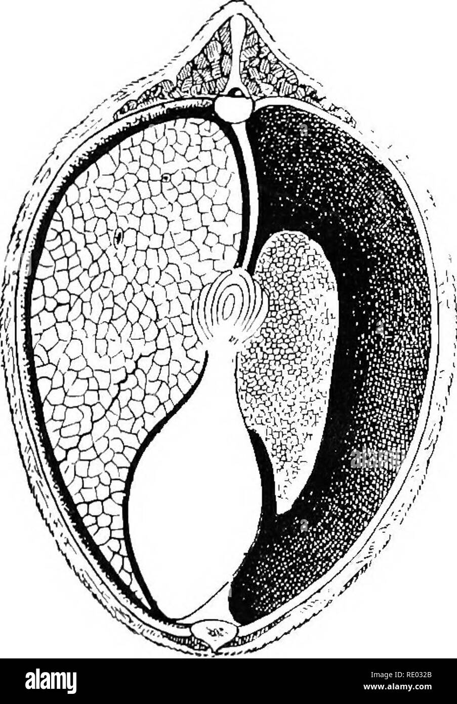 . Erkrankungen von Rindern, Schafen, Ziegen und Schweinen ...