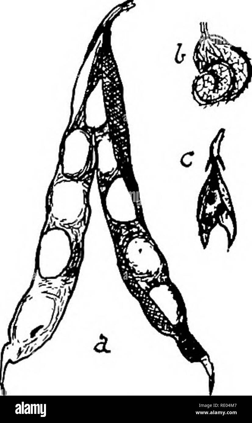 Ished baum -Fotos und -Bildmaterial in hoher Auflösung – Alamy