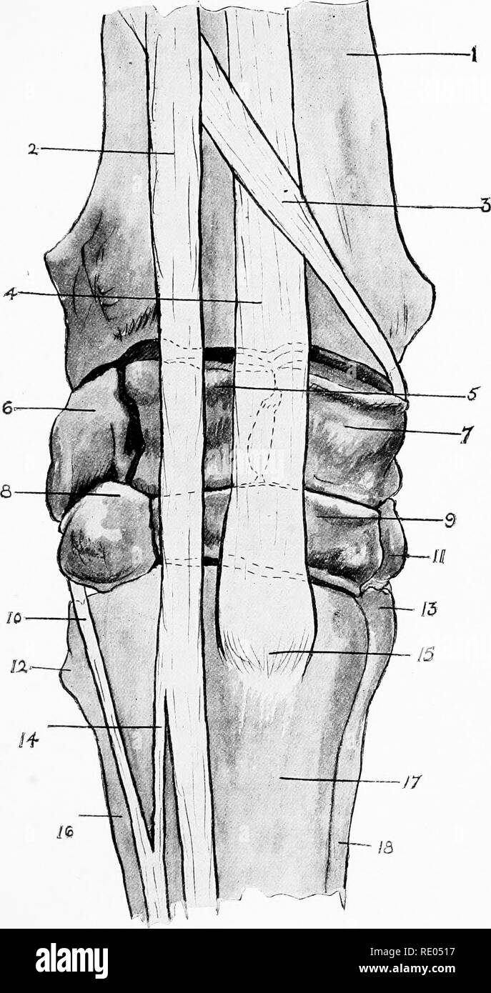 . Die chirurgische Anatomie des Pferdes... Pferde. Platte XXII ...