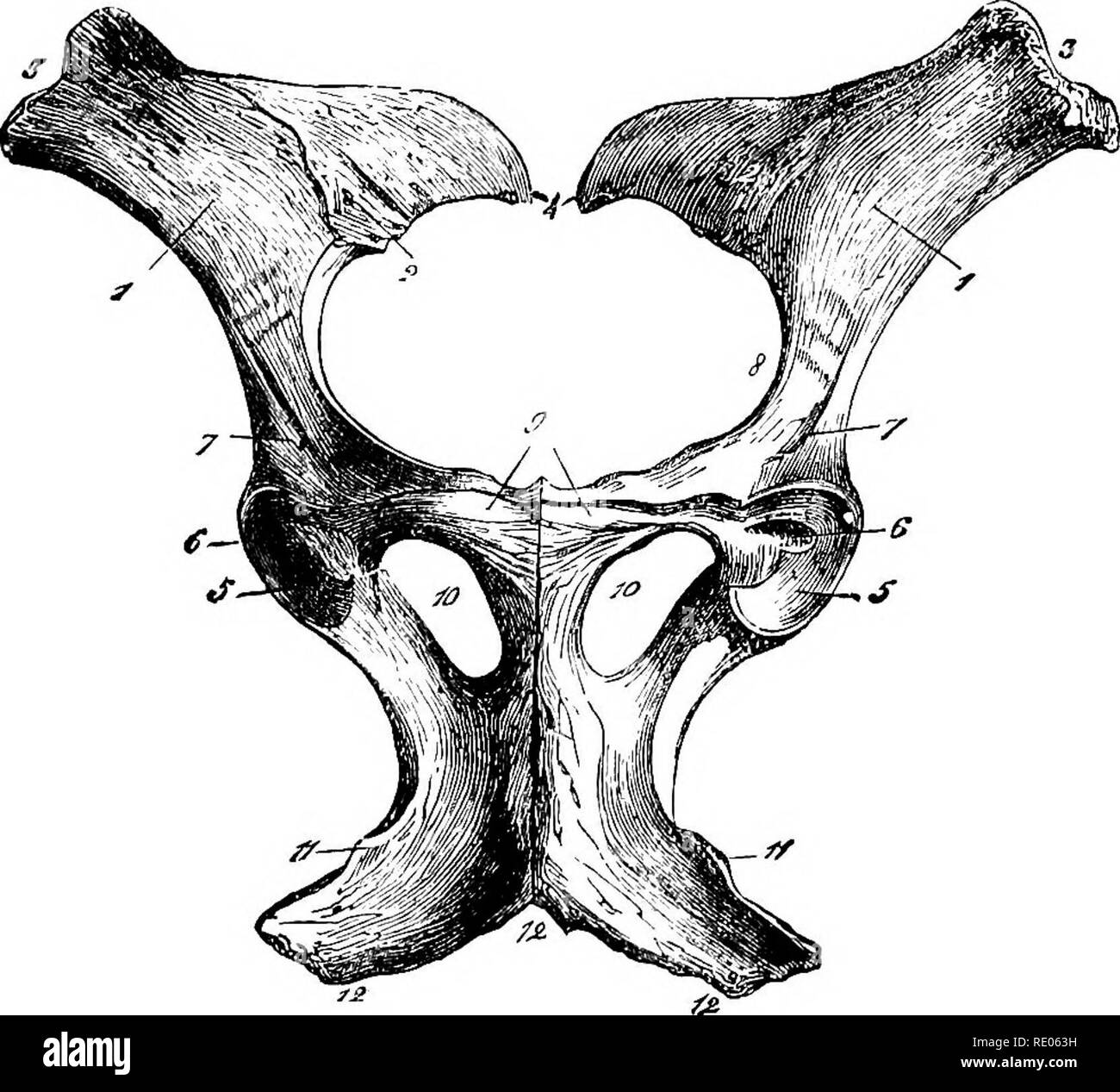 Hinterer beckenkamm Schwarzweiß-Stockfotos und -bilder - Alamy
