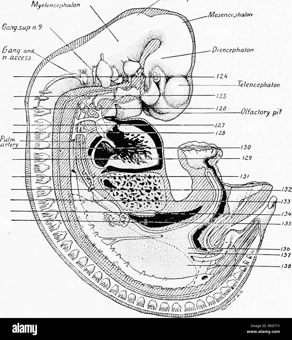. Ein Labor Hand- und Lehrbuch der Embryologie. Embryologie ...