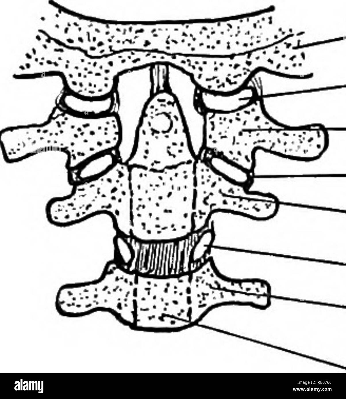 . Menschliche Embryologie und Morphologie. Embryologie, Menschliche ...