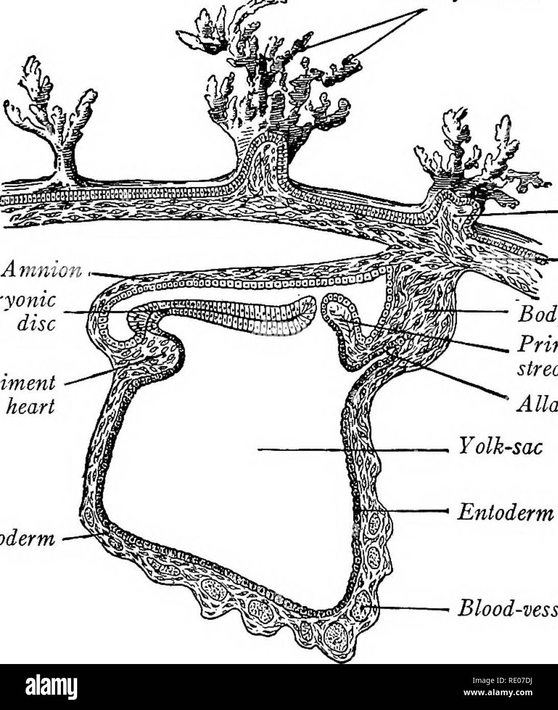 Sagittale ansichten -Fotos und -Bildmaterial in hoher Auflösung – Alamy