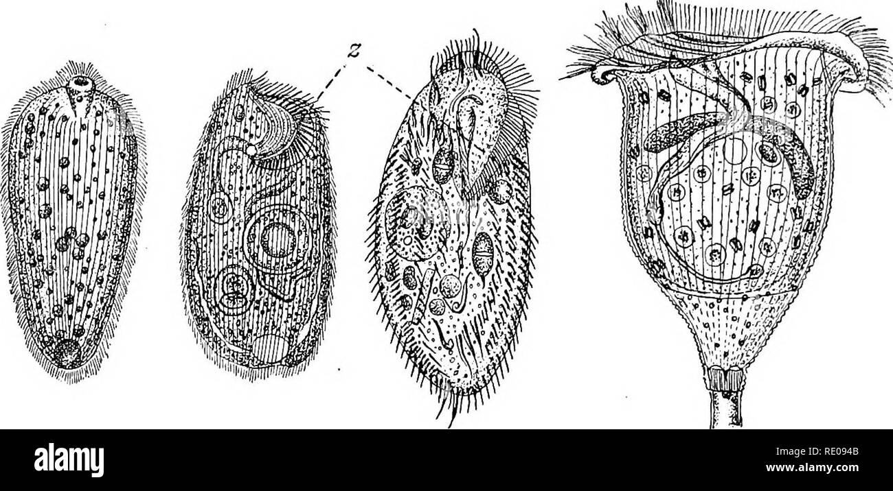 . Die protozoen. Protozoen. 172 Die PROTOZOEN Klassen von Protozoen ...