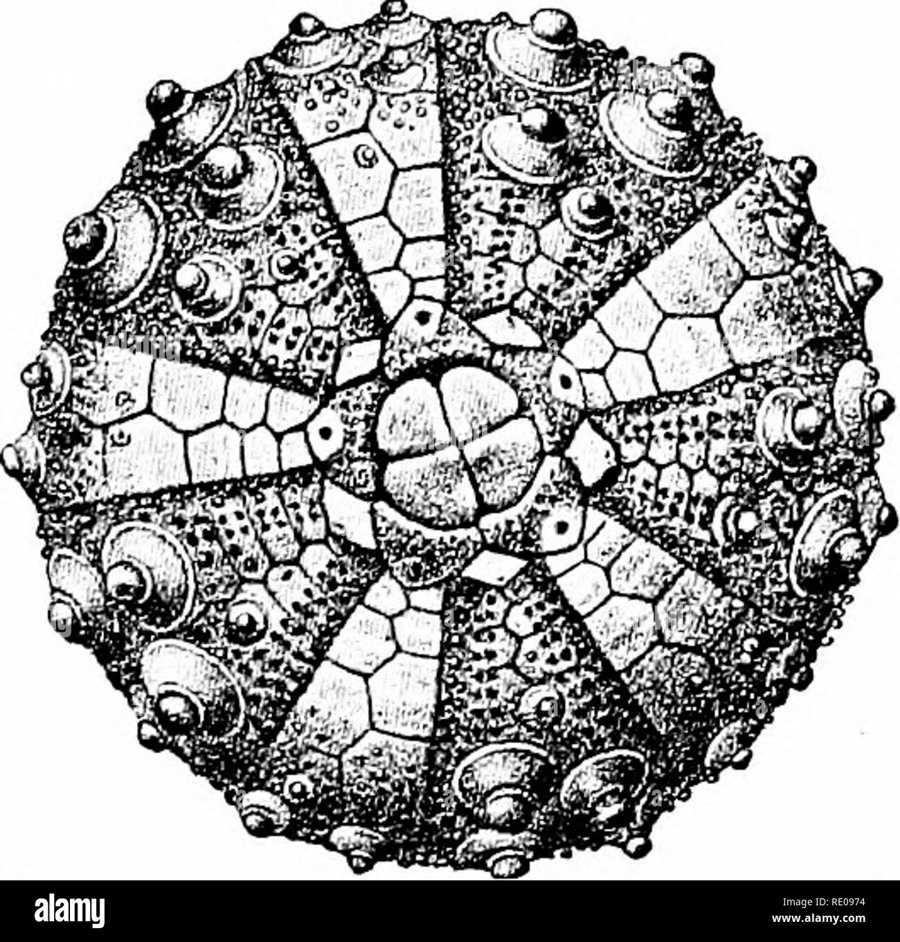 Klasse echinoidea -Fotos und -Bildmaterial in hoher Auflösung – Alamy