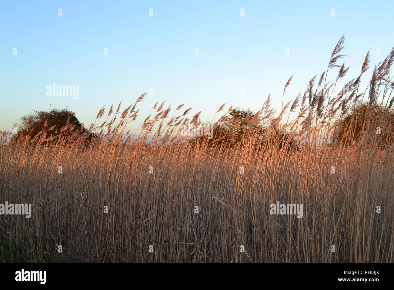 Vogelschutzgebiet An Den Docks Stockfotos und -bilder Kaufen - Alamy