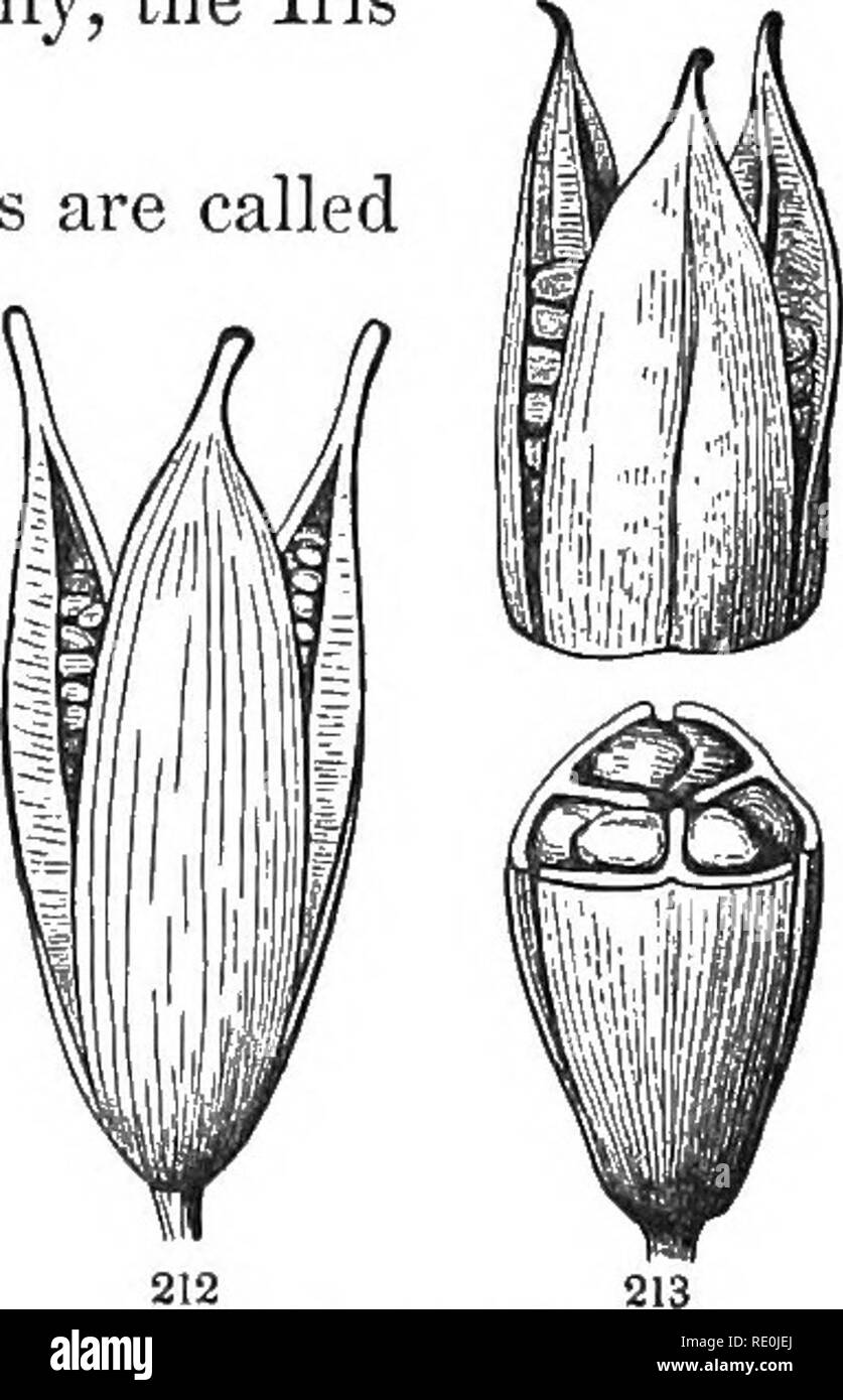 . Botanik für junge Menschen und gemeinsame Schulen: Wie Pflanzen ...