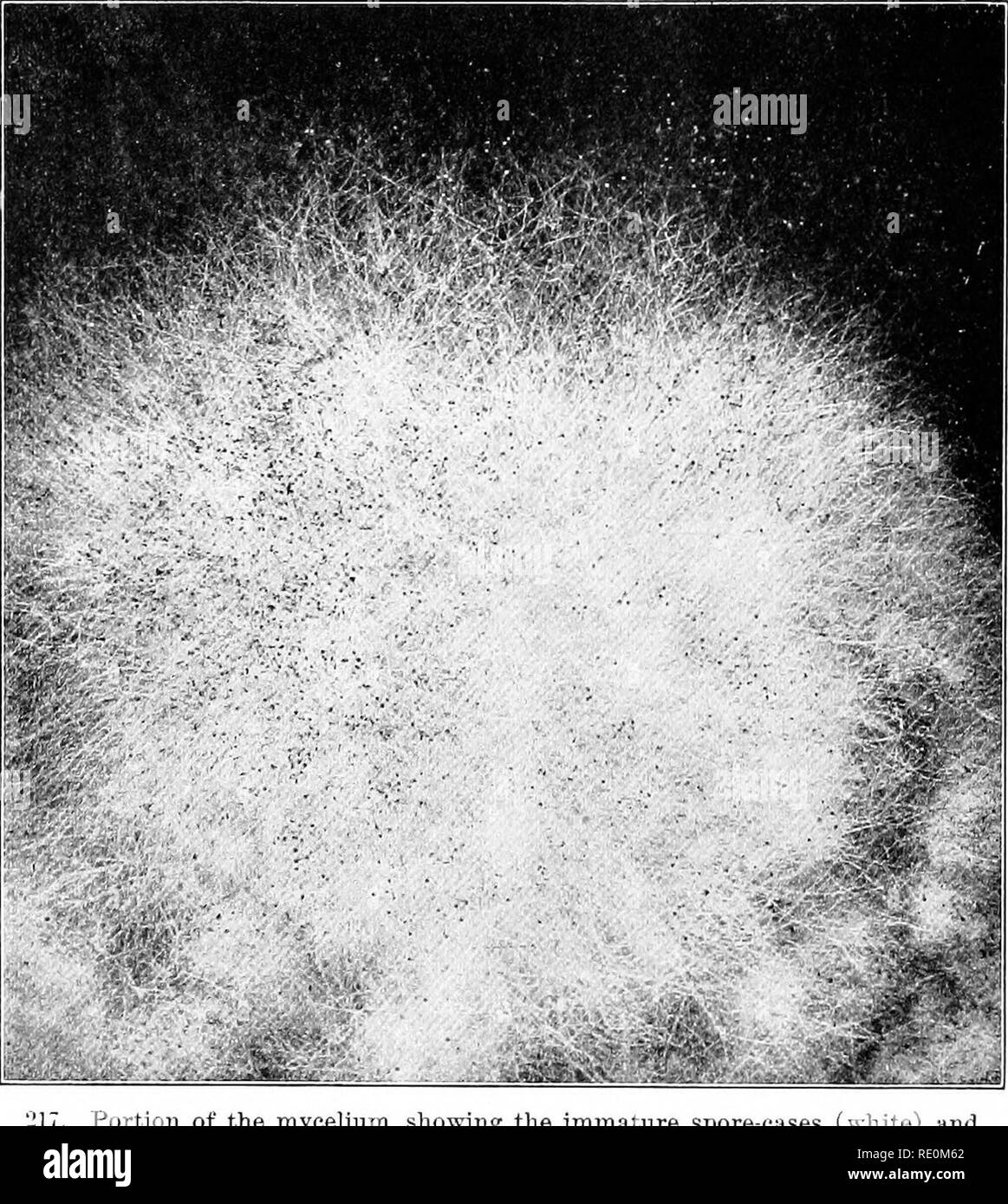 Unreife spore -Fotos und -Bildmaterial in hoher Auflösung – Alamy