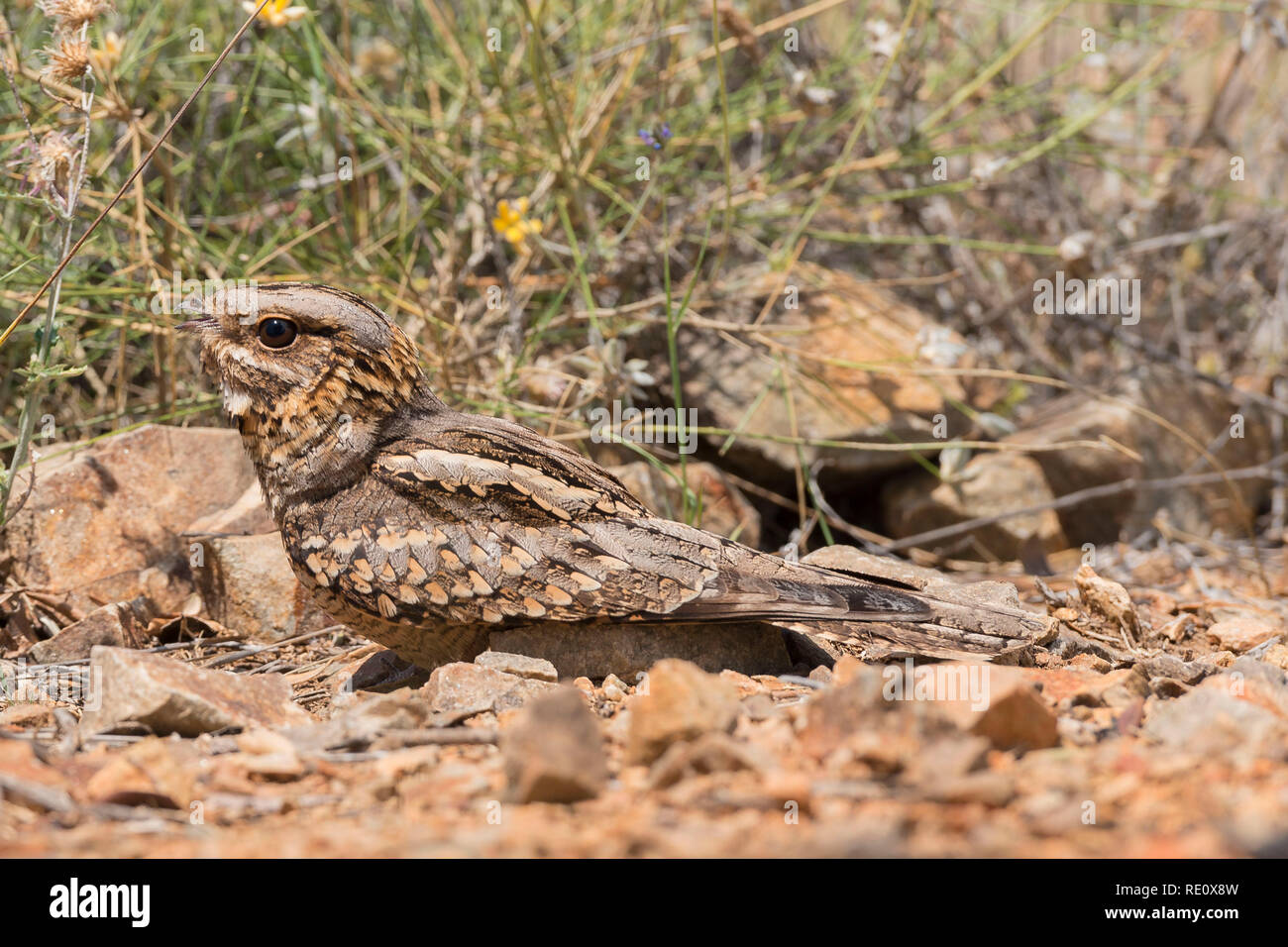 Caprimulgus europaeus european nightjar -Fotos und -Bildmaterial in ...