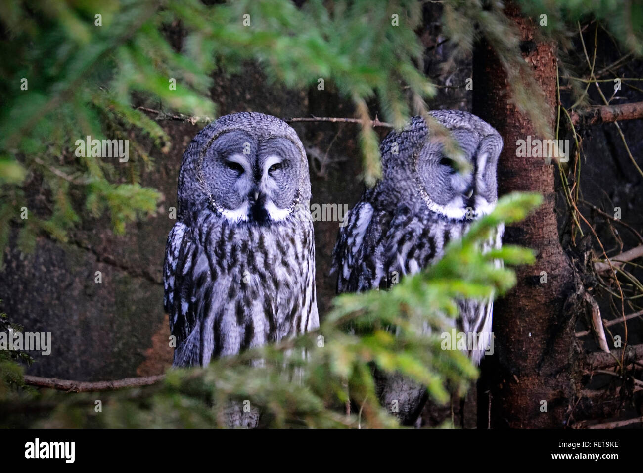 Tolle graue eulen -Fotos und -Bildmaterial in hoher Auflösung – Alamy