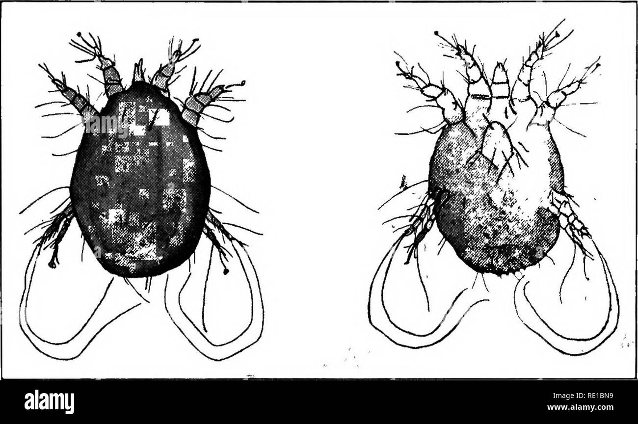 Psoroptes ovis -Fotos und -Bildmaterial in hoher Auflösung – Alamy
