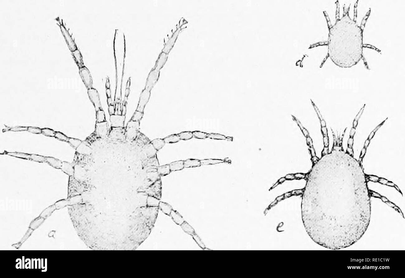 8 beinige tiere -Fotos und -Bildmaterial in hoher Auflösung – Alamy