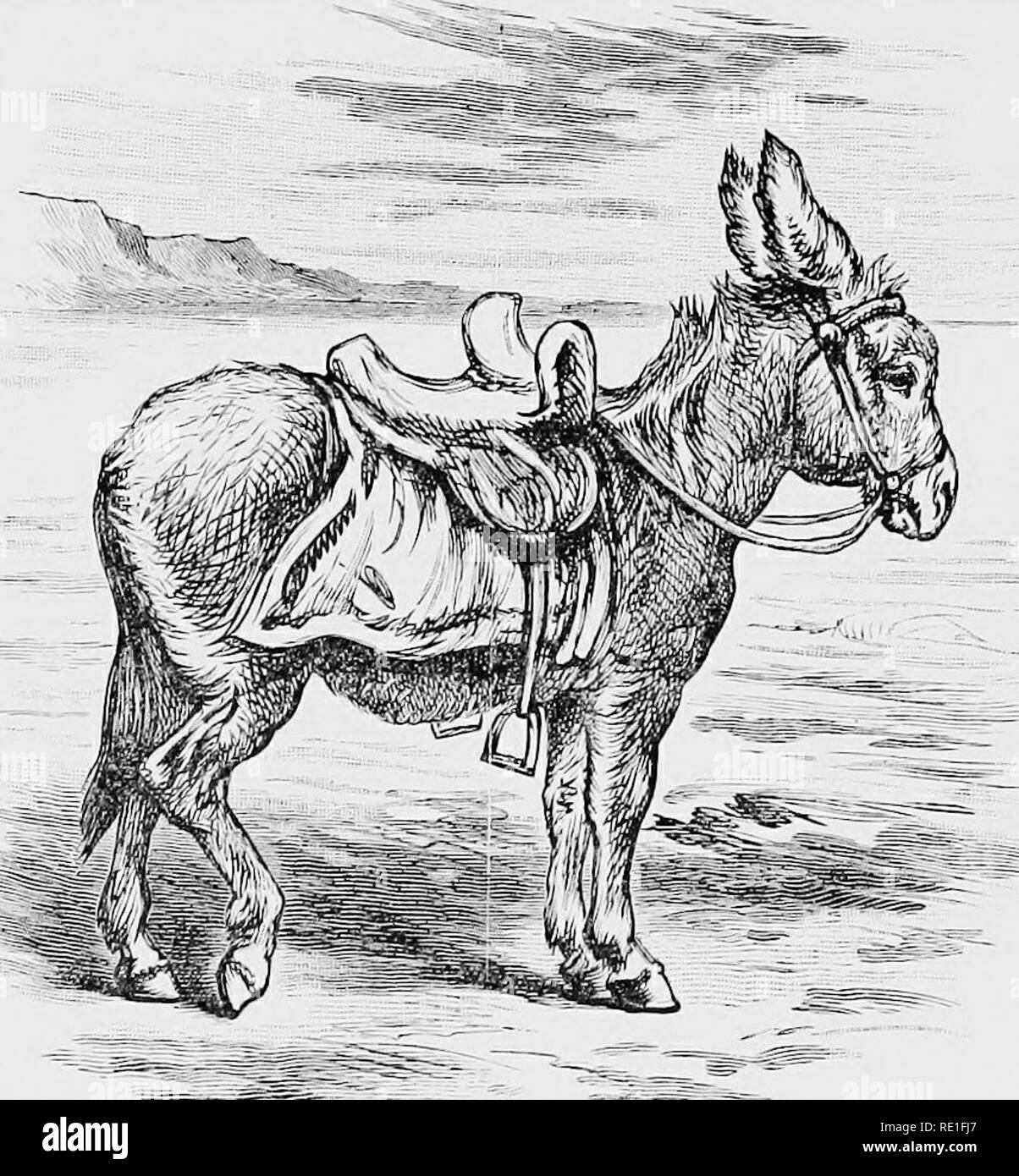 Donkey Braying Stockfotos und -bilder Kaufen - Alamy