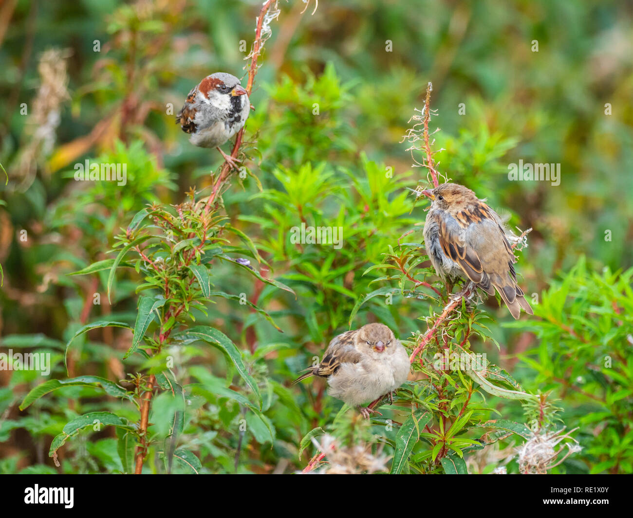 Echte spatzen -Fotos und -Bildmaterial in hoher Auflösung – Alamy