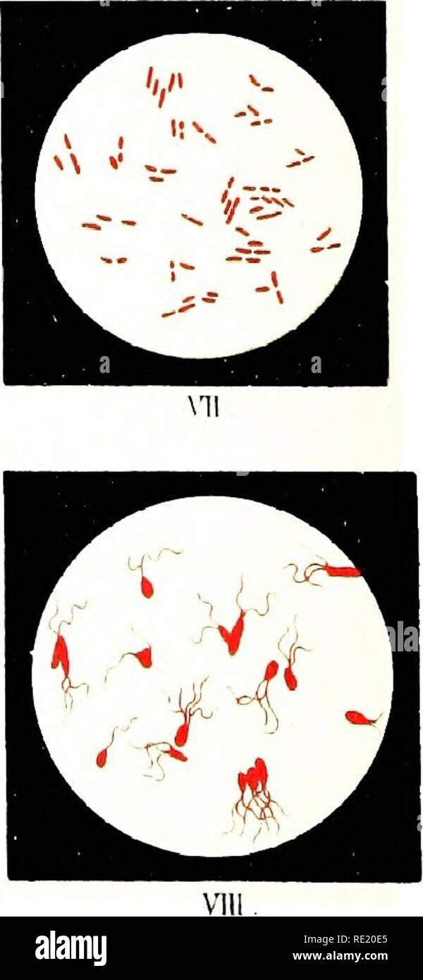 . Atlas und Grundsätze der Bakteriologie und Text - das Buch der ...