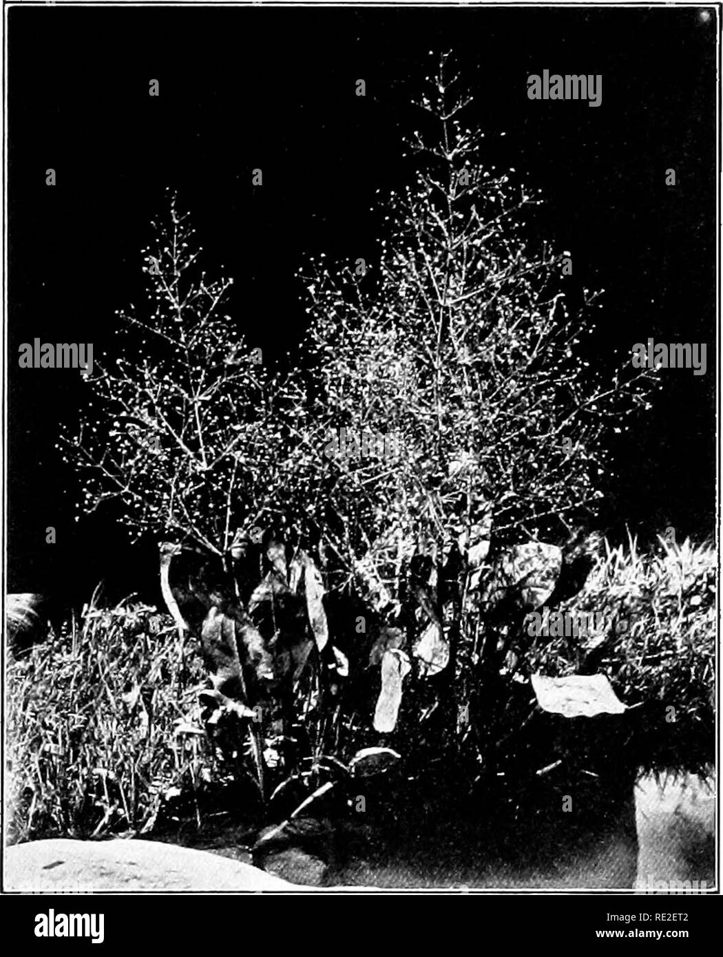 . Grundlagen der Botanik. Botanik. Samen tragenden Pflanzen 493 Der ...