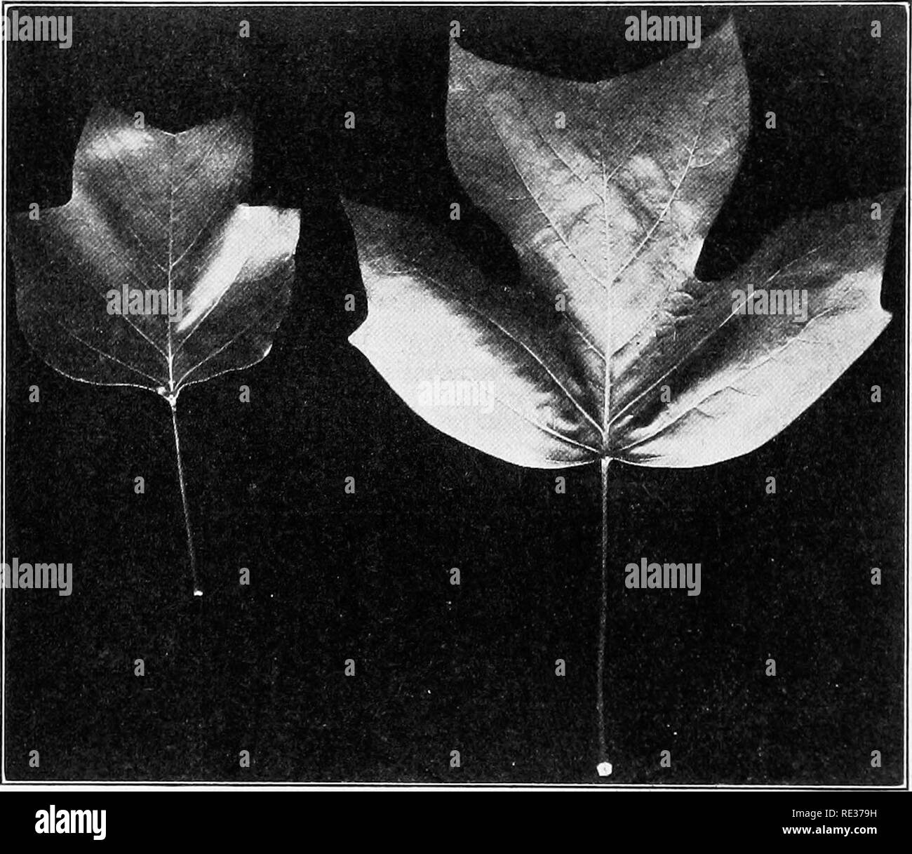 Nicolas theodore de saussure -Fotos und -Bildmaterial in hoher ...