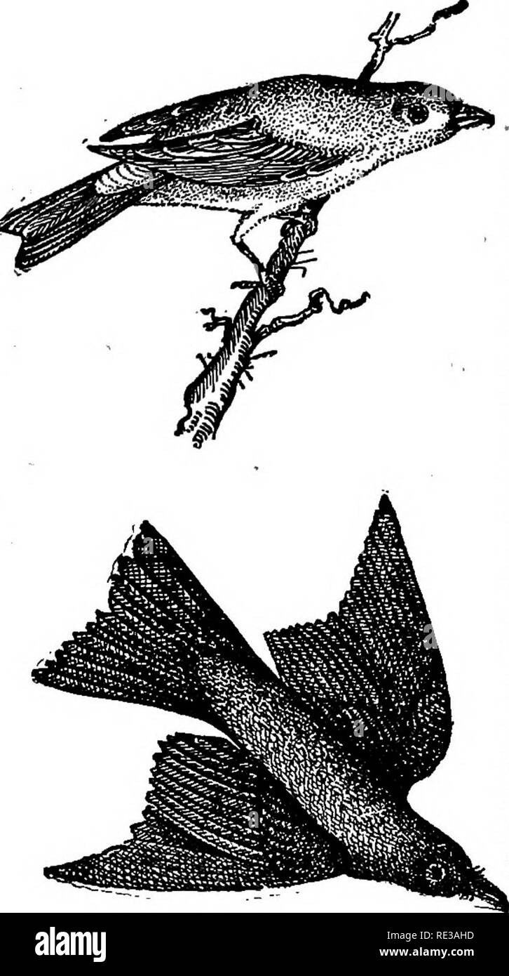 Zentrale amerikanische vögel Schwarzweiß-Stockfotos und -bilder - Seite ...