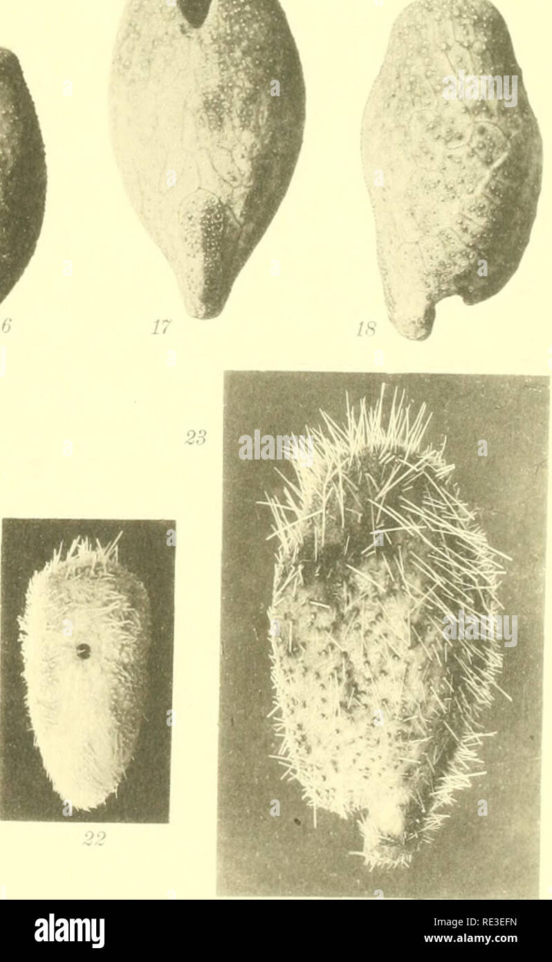 . Echinoidea. Seeigel. t/i, ii/OTR/i'>. / :'/;. Ifan 3 de/. Ich "uchl ...