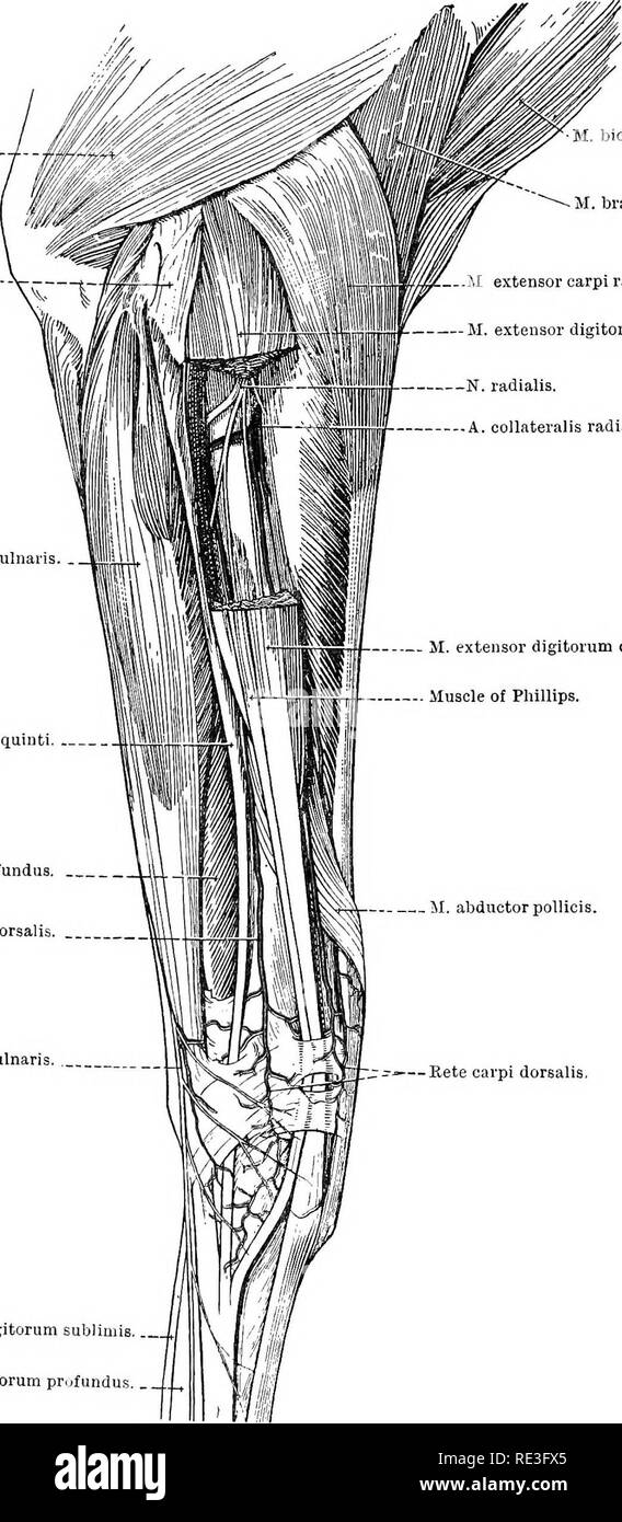 Extensor digitorum communis muscle Schwarzweiß-Stockfotos und -bilder ...