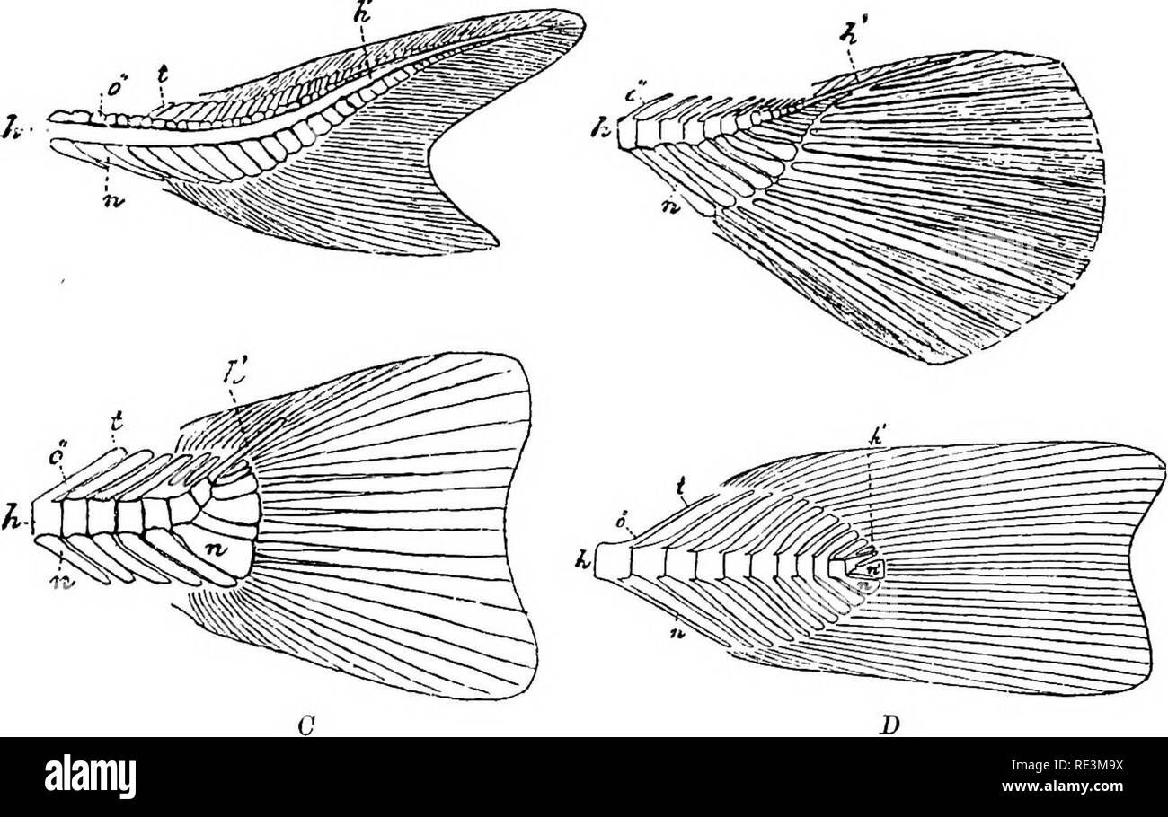 . Lehrbuch der Zoologie. Zoologie. Klasse 2. Fische. 361 hinteres ...