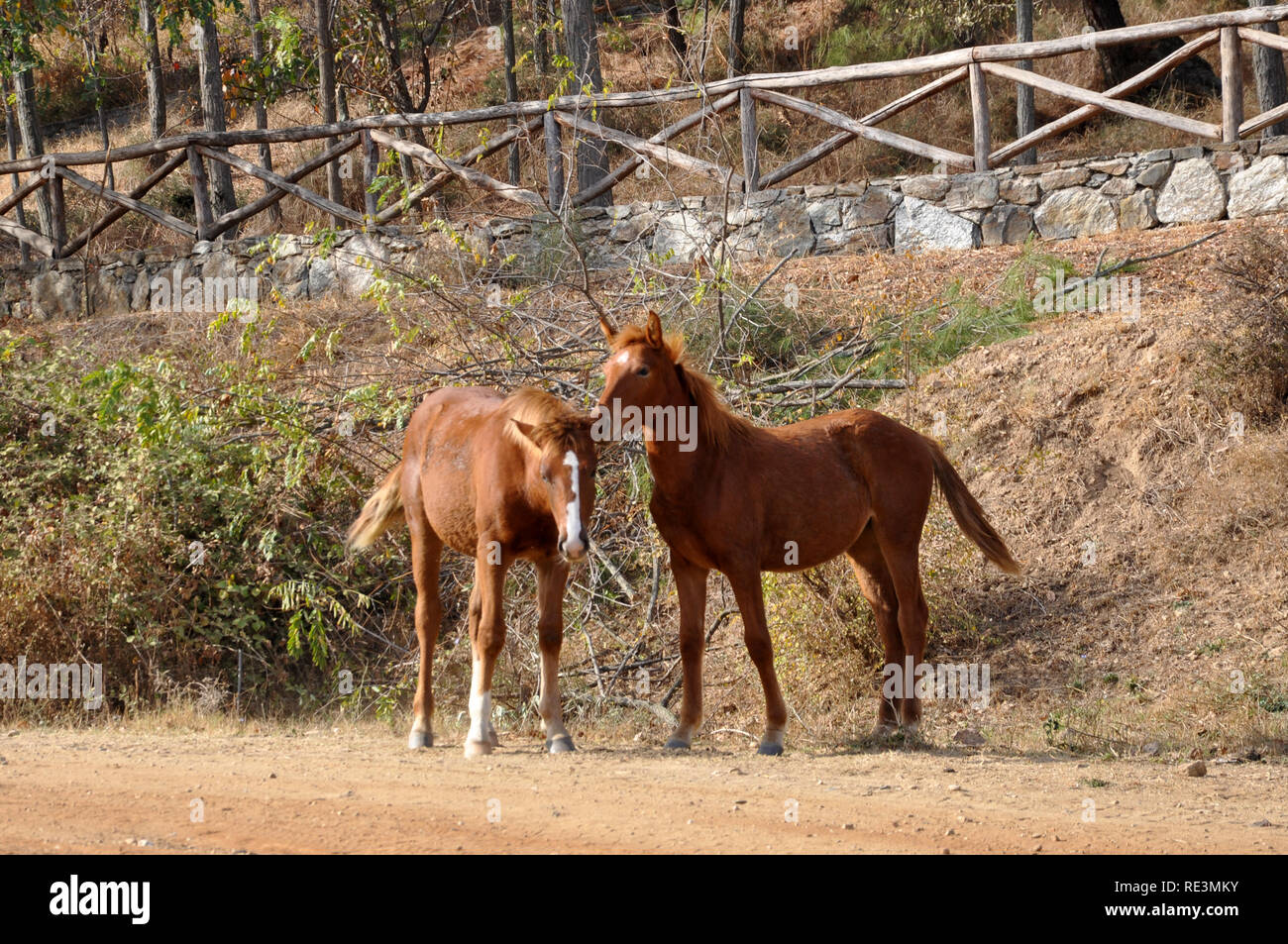 Pferde im see -Fotos und -Bildmaterial in hoher Auflösung – Alamy