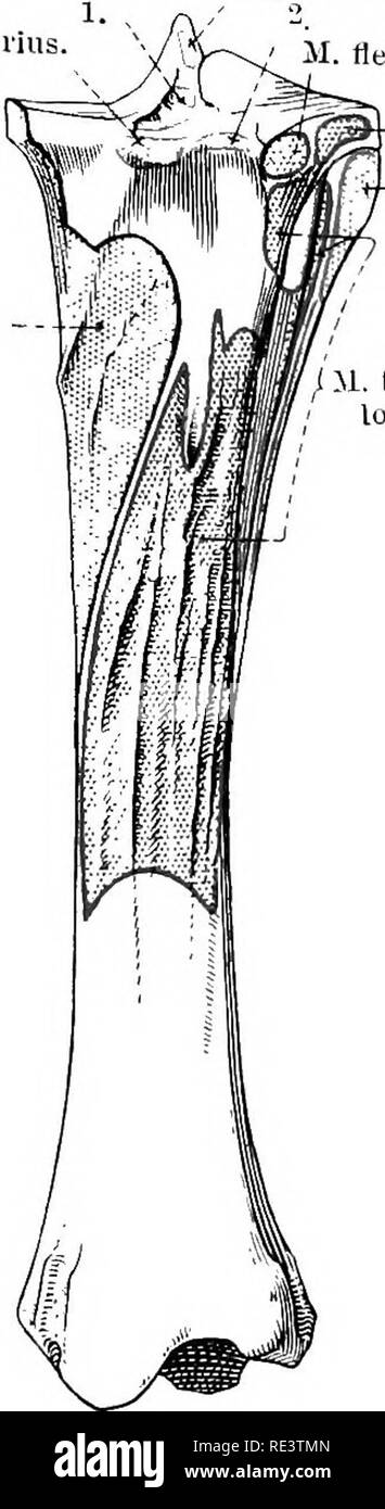 . Die topographische Anatomie der Glieder des Pferdes. Pferde ...