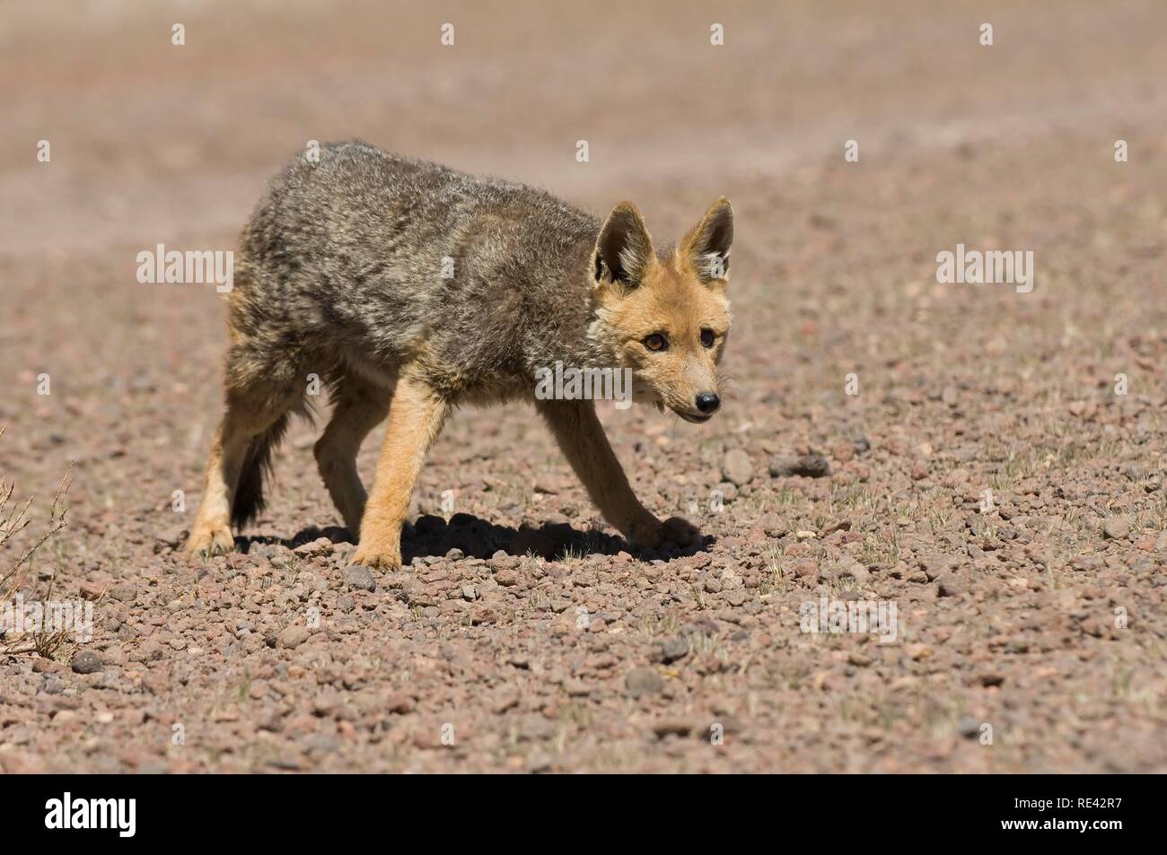 Patagonischer fuchs -Fotos und -Bildmaterial in hoher Auflösung – Alamy