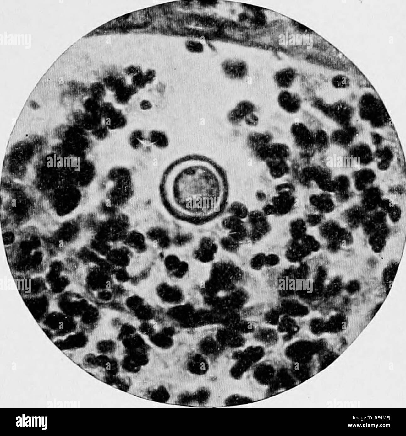 . Handbuch der Bakteriologie. Die Bakteriologie. BLASTOMYCETIC ...