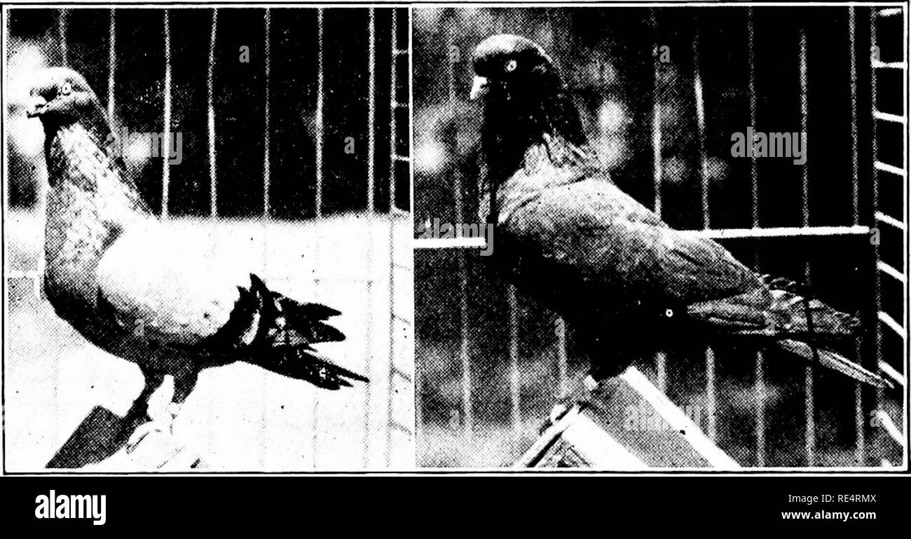 Taubenrassen Stockfotos & Taubenrassen Bilder - Alamy