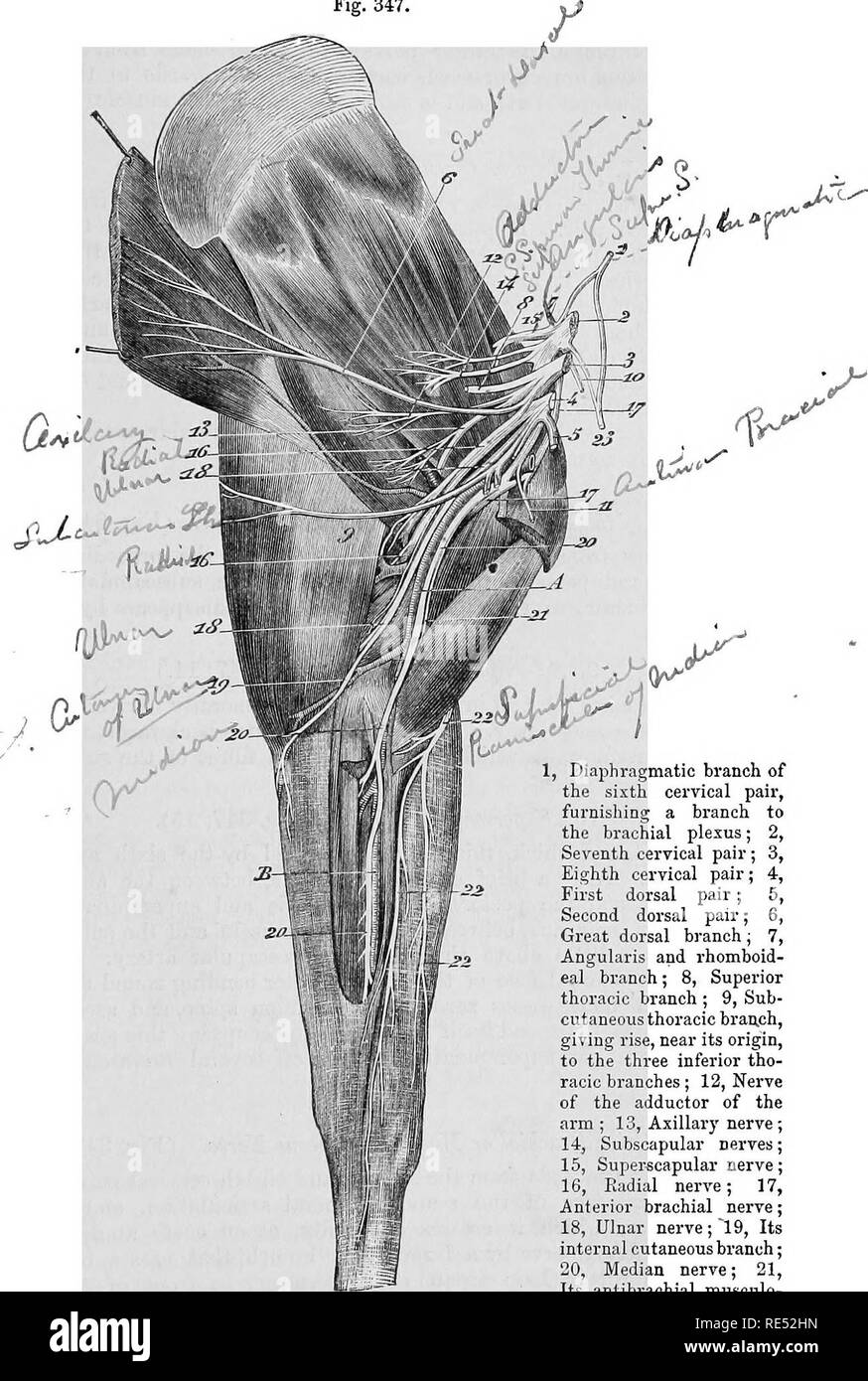 . Die vergleichende Anatomie der domestizierten Tiere. Veterinär ...