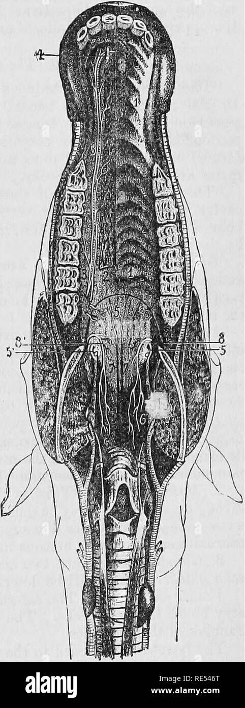 . Die vergleichende Anatomie der domestizierten Tiere. Veterinär ...