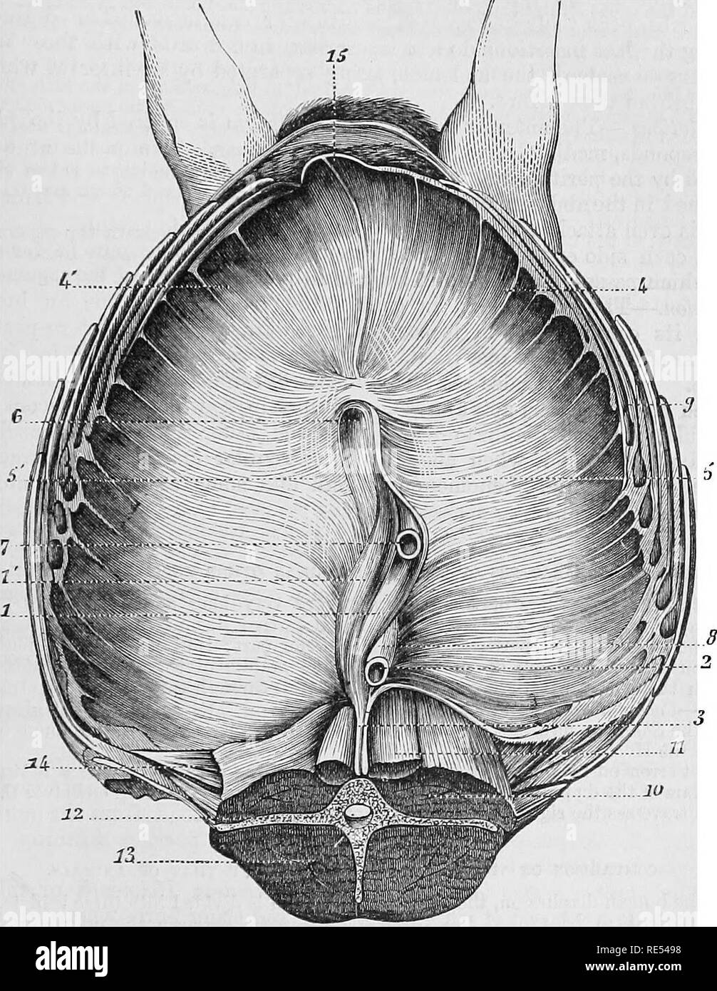 . Die vergleichende Anatomie der domestizierten Tiere. Veterinär ...