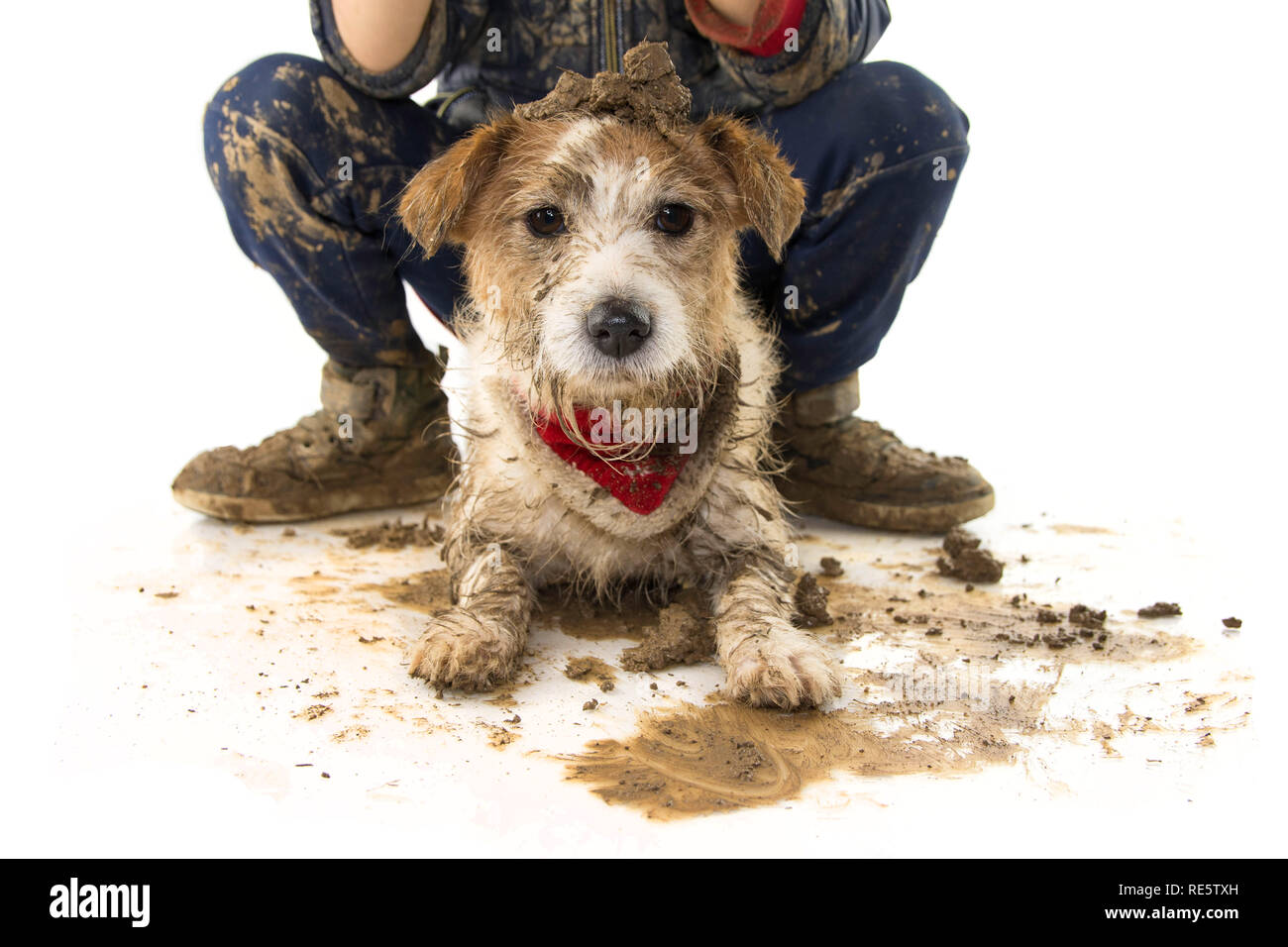 Dog wearing boots -Fotos und -Bildmaterial in hoher Auflösung – Alamy