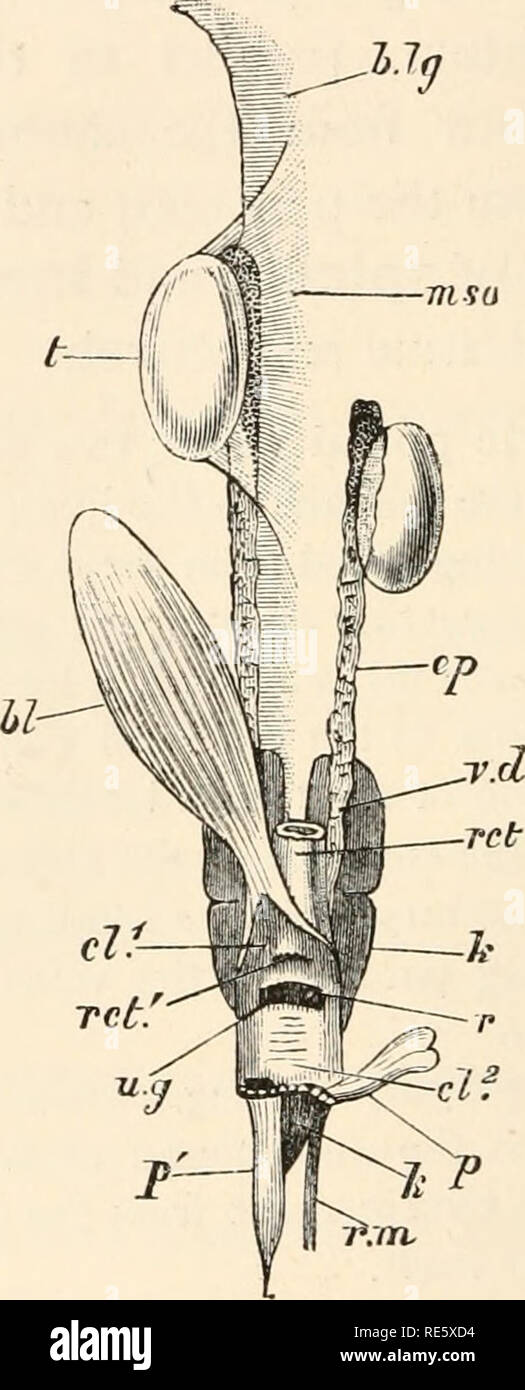 . Eine Anweisung in zootomy (VERTEBRATA). Anatomie, Vergleichende. 166 ...