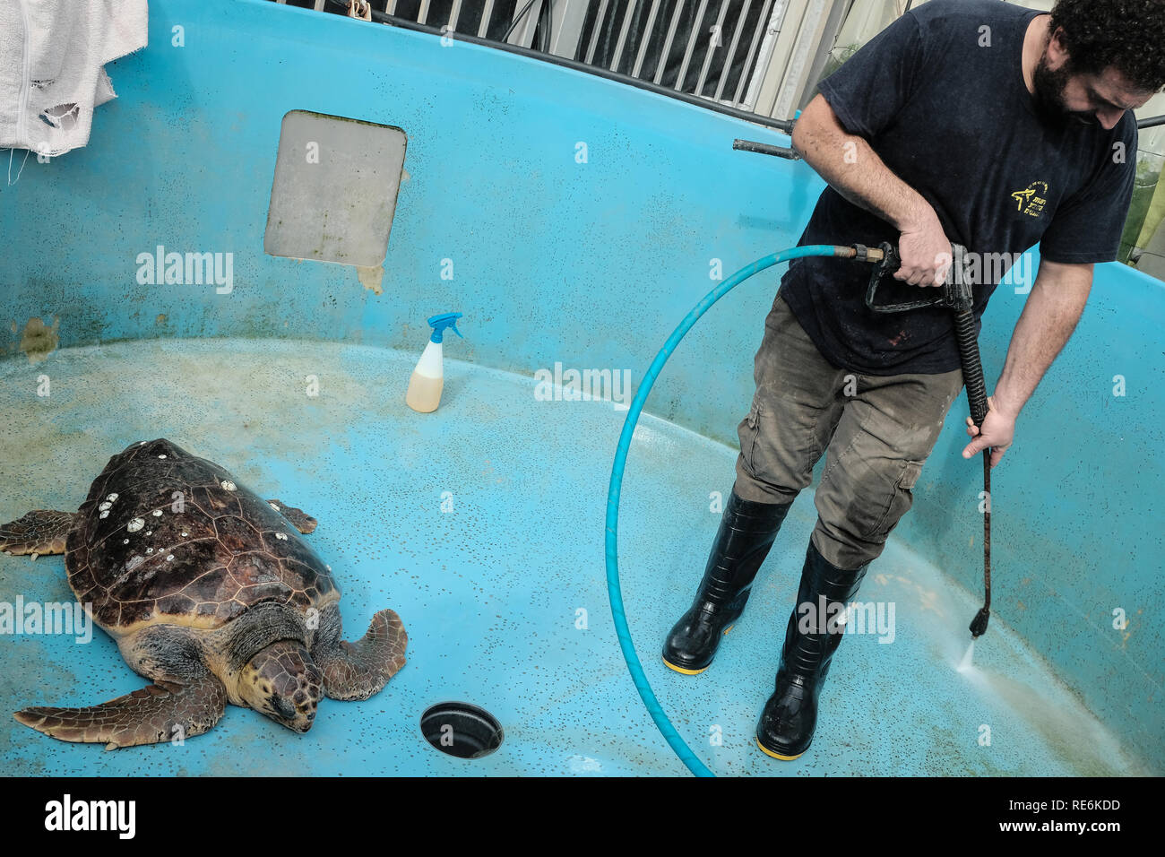 Turtle barnacle -Fotos und -Bildmaterial in hoher Auflösung – Alamy