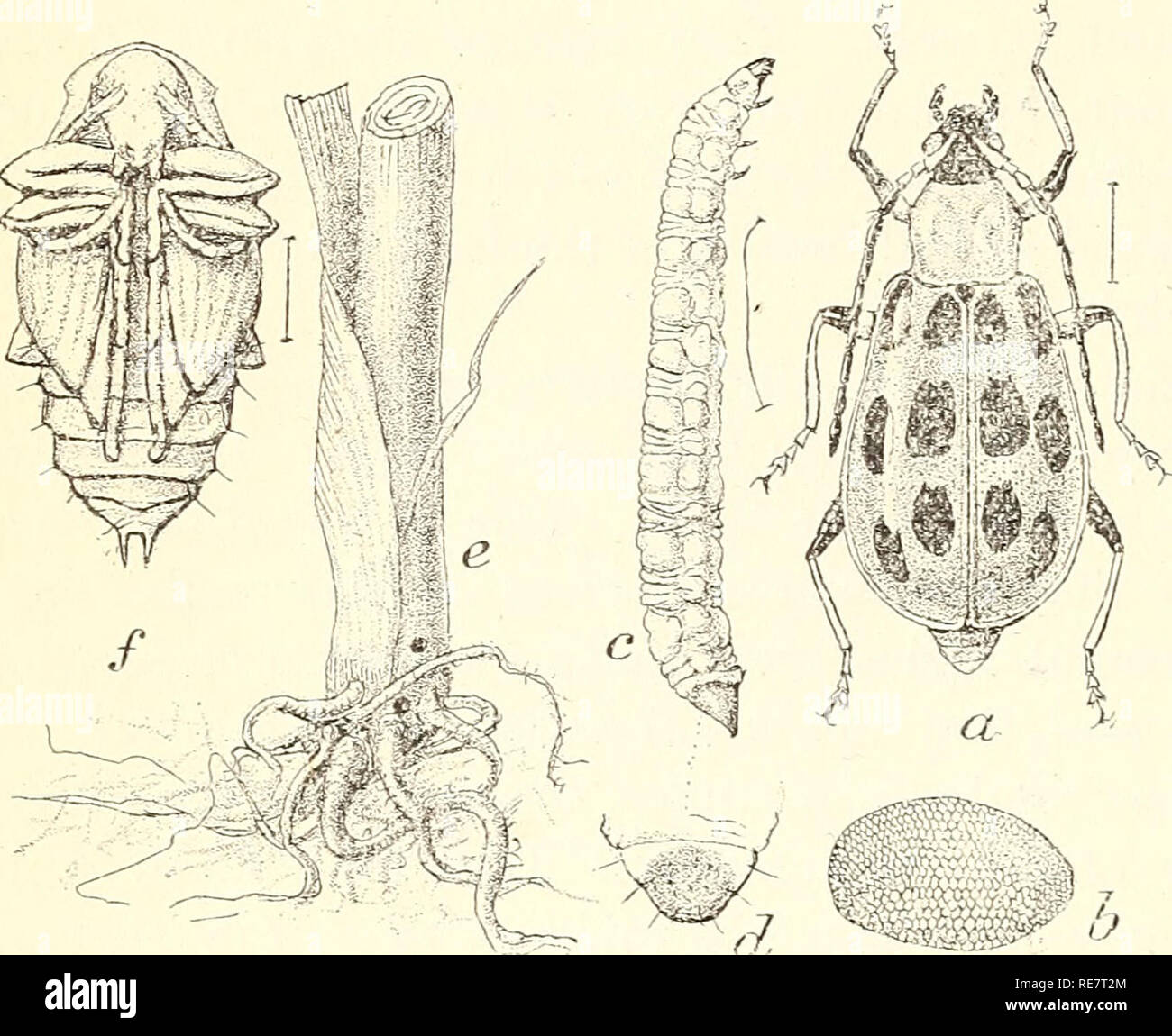 Southern corn rootworm -Fotos und -Bildmaterial in hoher Auflösung – Alamy