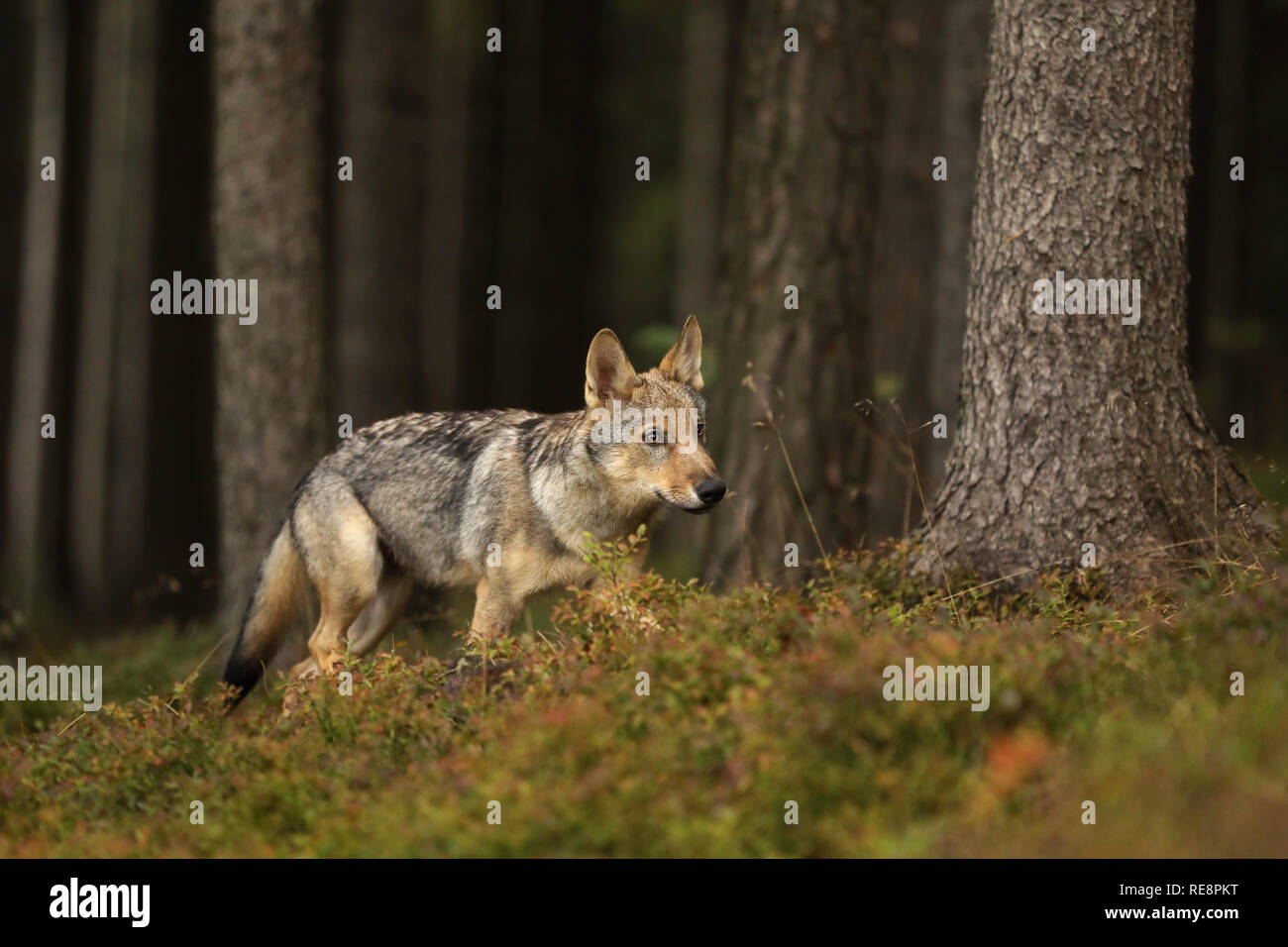 Junger wolf -Fotos und -Bildmaterial in hoher Auflösung – Alamy