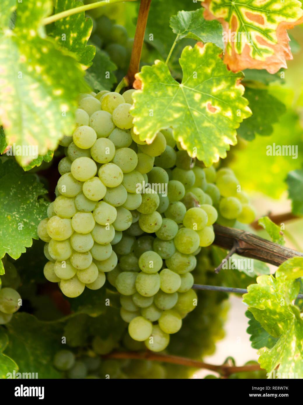 Warten auf die Ernte - Pralle Sauvignon Blanc Wein trauben, bereit für ...