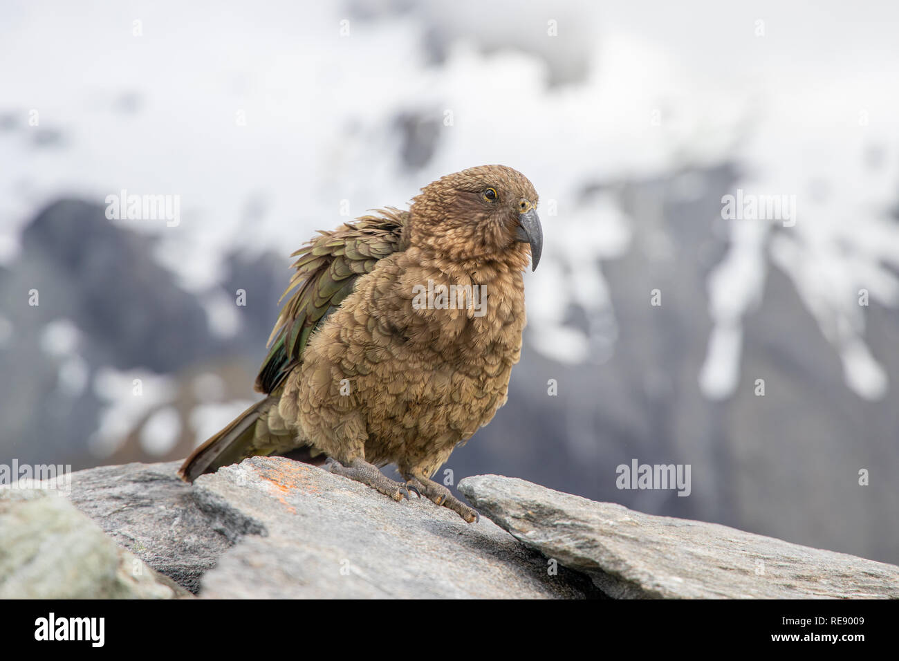 Kea parrot -Fotos und -Bildmaterial in hoher Auflösung – Alamy