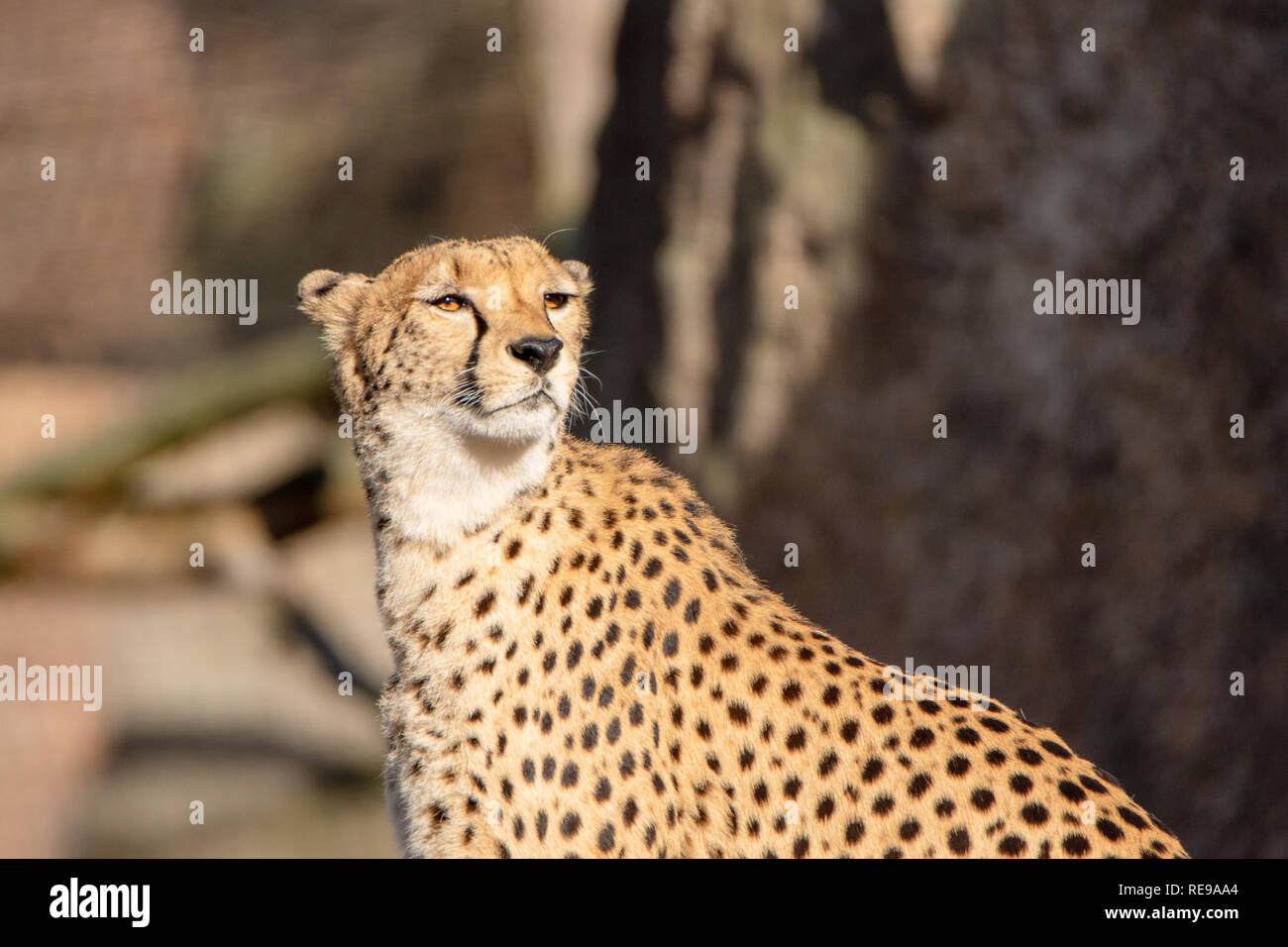 Gepard gesicht detail -Fotos und -Bildmaterial in hoher Auflösung – Alamy