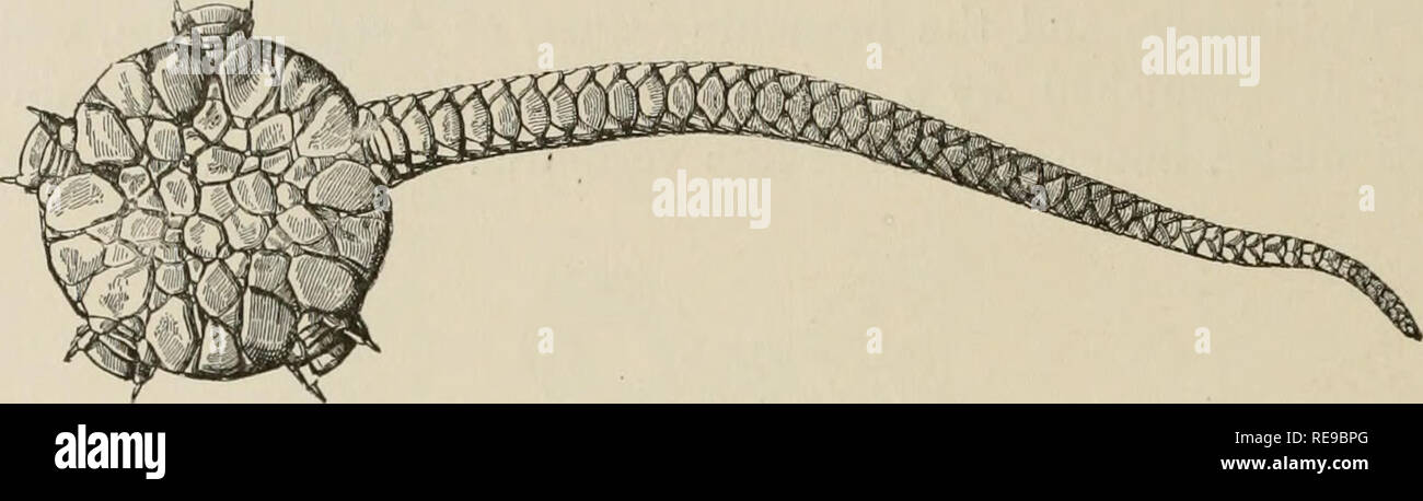 . Ein Beitrag zur Amerikanischen thalassography; drei Kreuzfahrten der ...