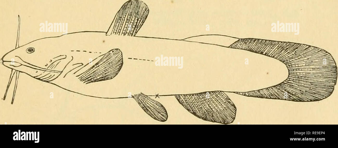 . Beiträge zu Nordamerikanischen ichthyology. Fische. Abb. 67 - Noturus ...