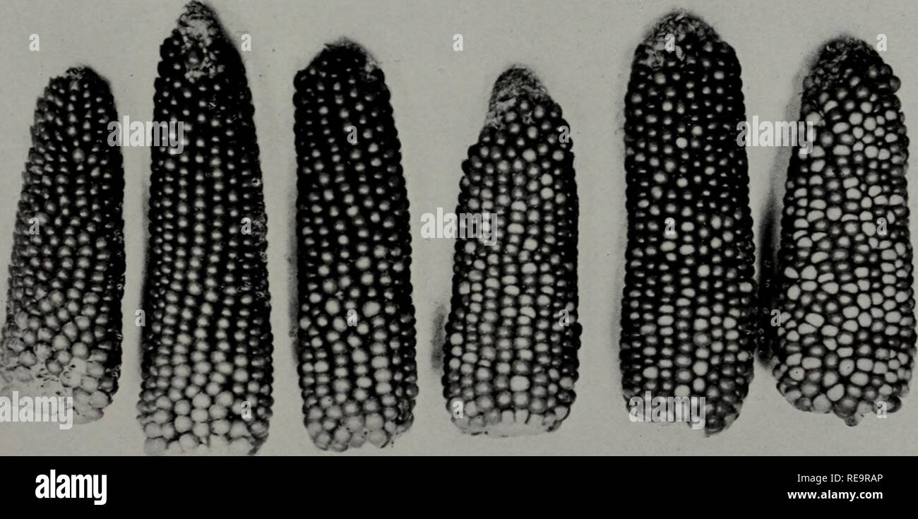 . Beiträge vom Labor der Pflanzengenetik. 3^^" (/OX6 VJ-/OS-6 ein. Fa ...