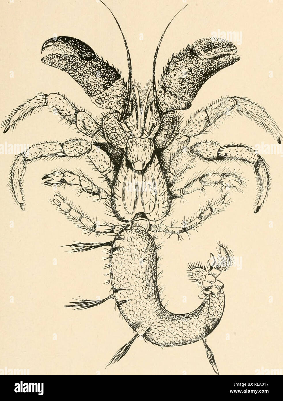 . Contribución al estudio de los crustaceos de Cuba. Krebstiere. Abb ...