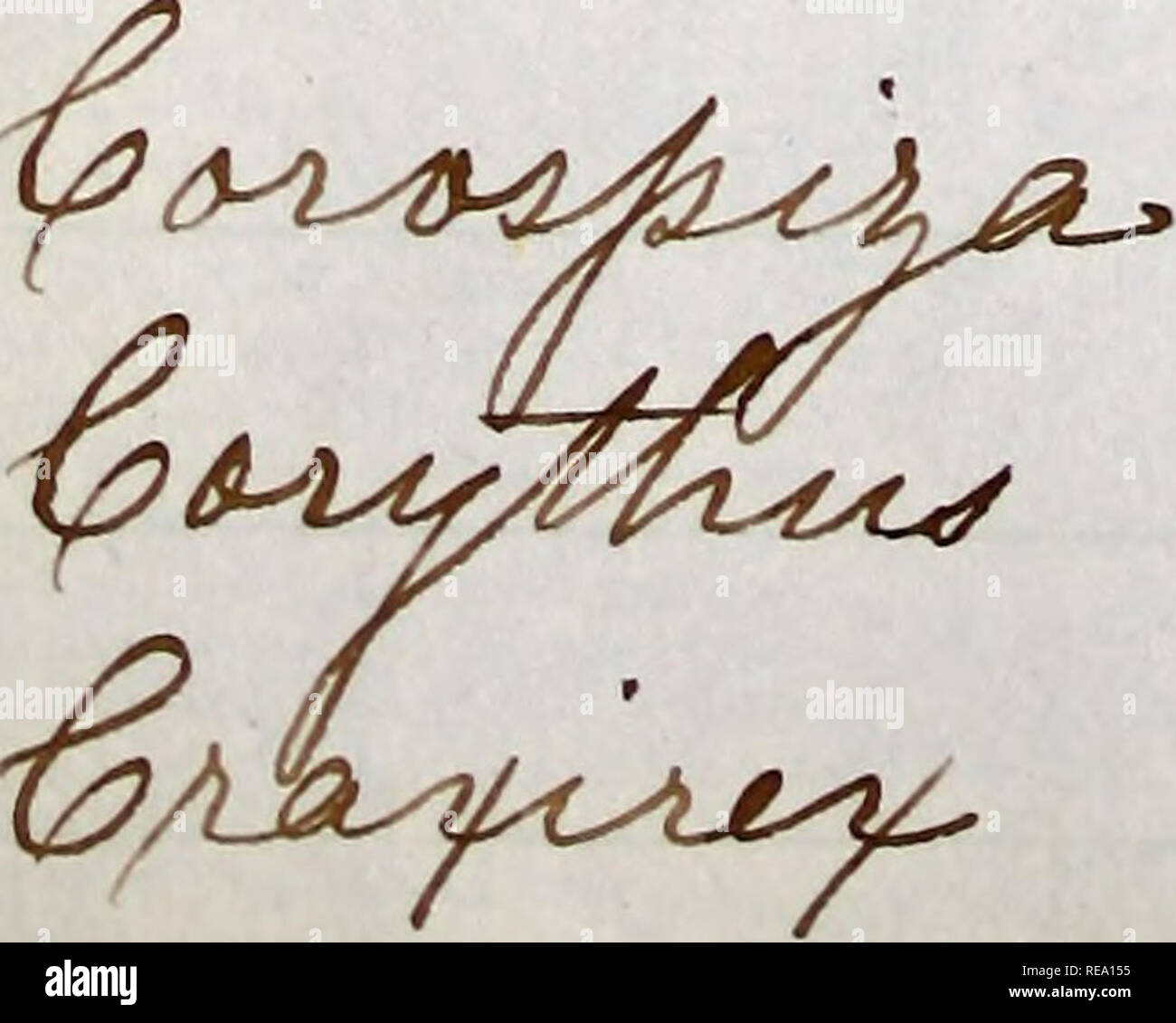 . Conspectus generum avium. Vögel, Vögel. 7 3 * 3 3 SS 3 SS JSt 3SJ3?y3 ...