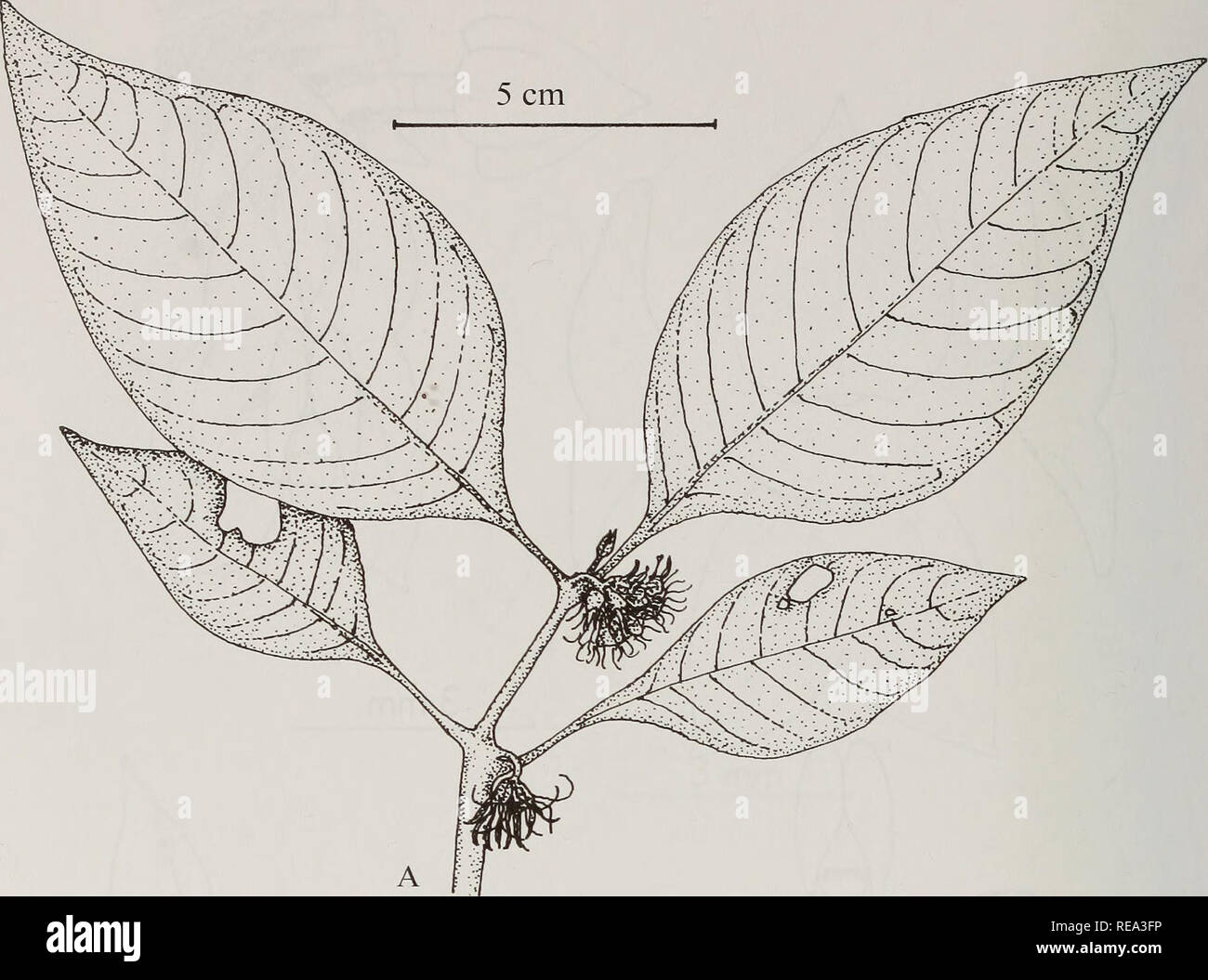 Mache chindul -Fotos und -Bildmaterial in hoher Auflösung – Alamy