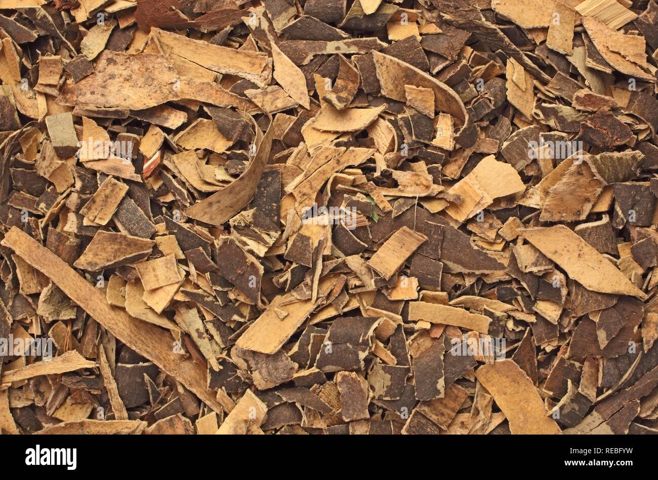 Ash Fraxinus Excelsior Bark Stockfotos und -bilder Kaufen - Alamy
