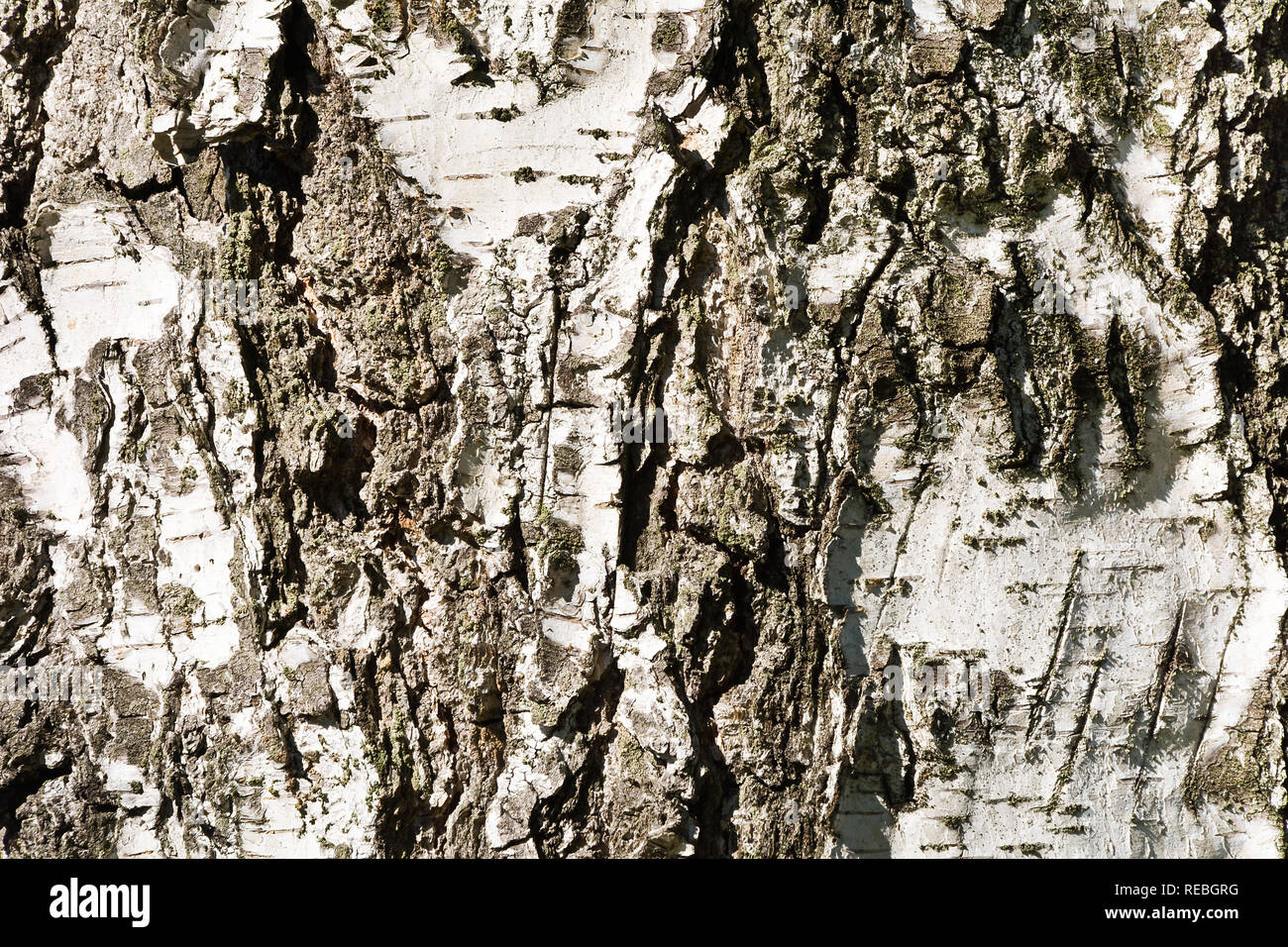Birch texture -Fotos und -Bildmaterial in hoher Auflösung – Alamy