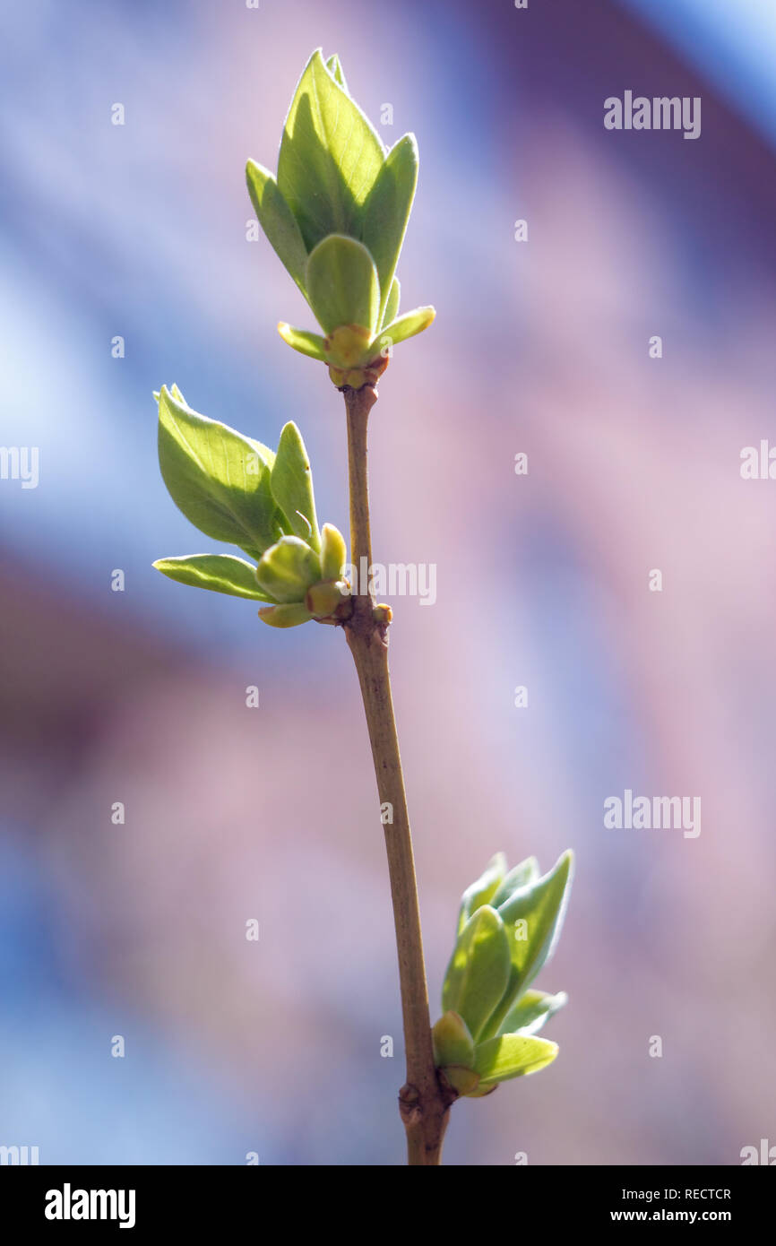 Nahaufnahme von Frühling junge frische Blätter am Baum Zweige mit ...